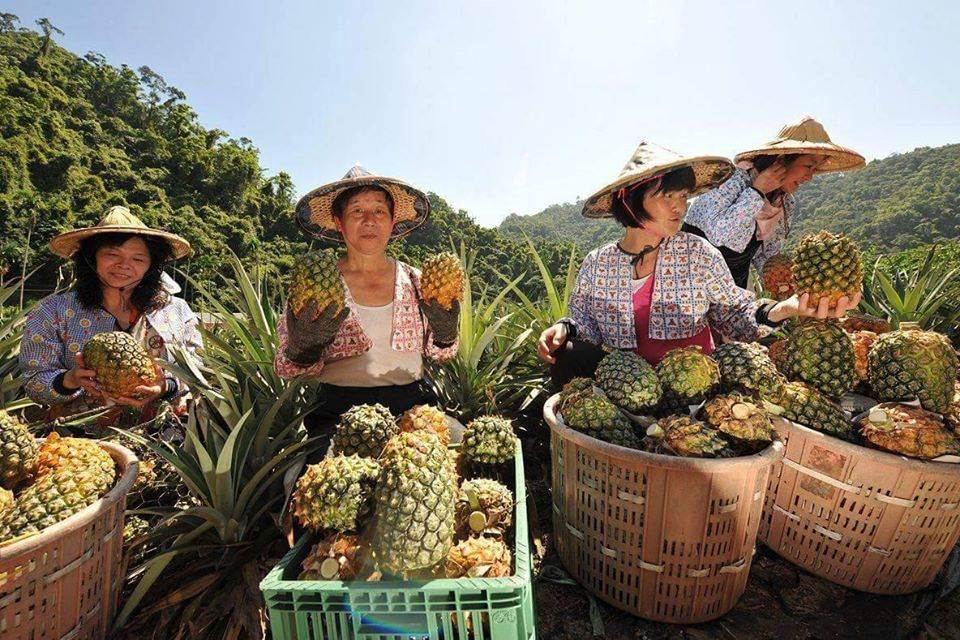 Erhu Pineapple Hall | Taiwan Leisure Farms Development Association